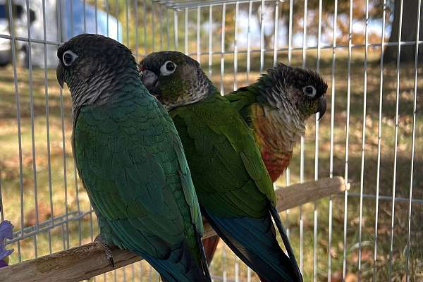 3 conures