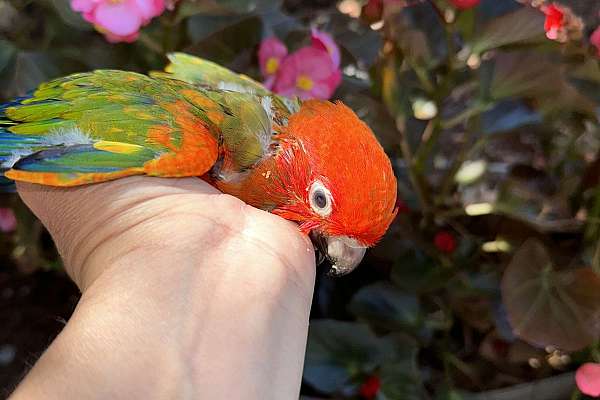Super red sun conure