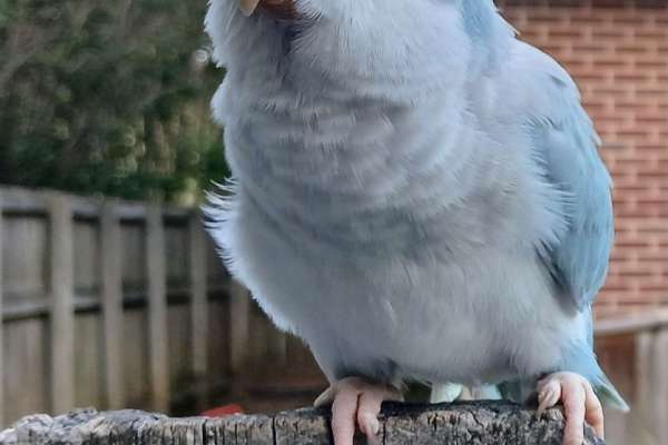 Baby quaker