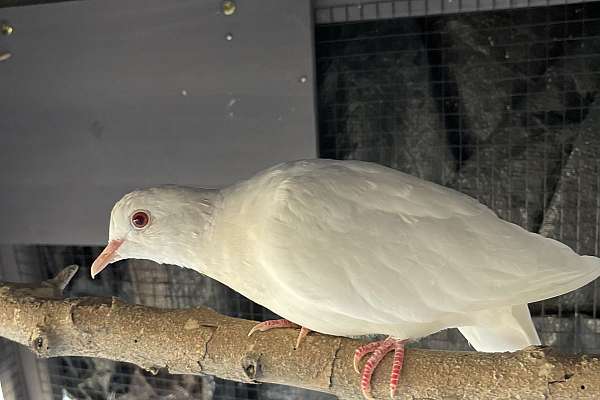 White Turtle Doves for sale