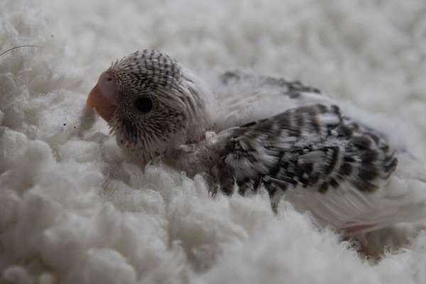 Hand feeding baby parakeet