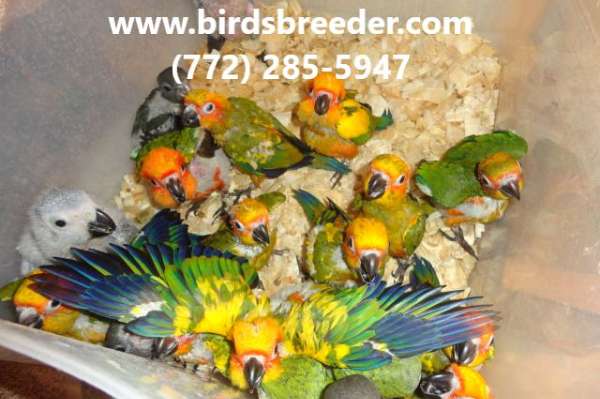 Baby Sun Conures available at wholesale prices
