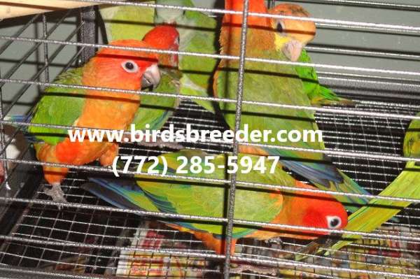 Baby red factor Sun Conures available at $750 each