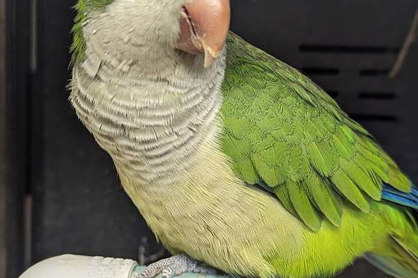 Green Quaker