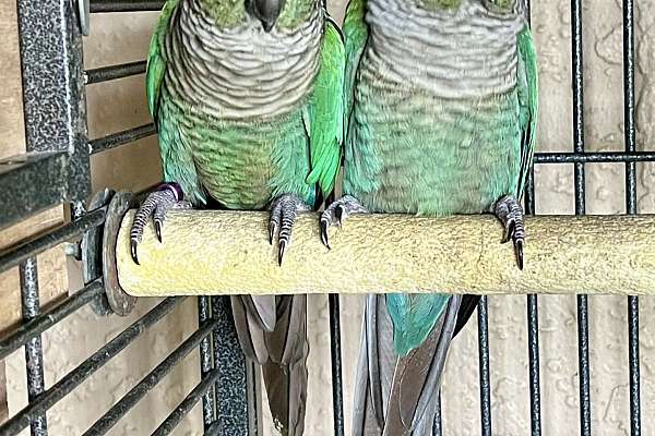 Breeding Pair of Turquoise Green Cheek Conures