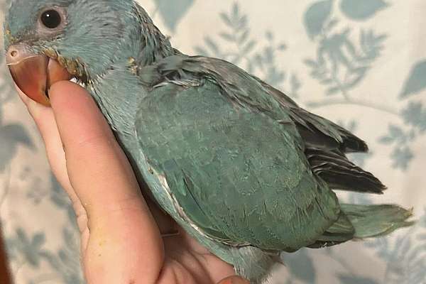 turquoise Indian Ringneck