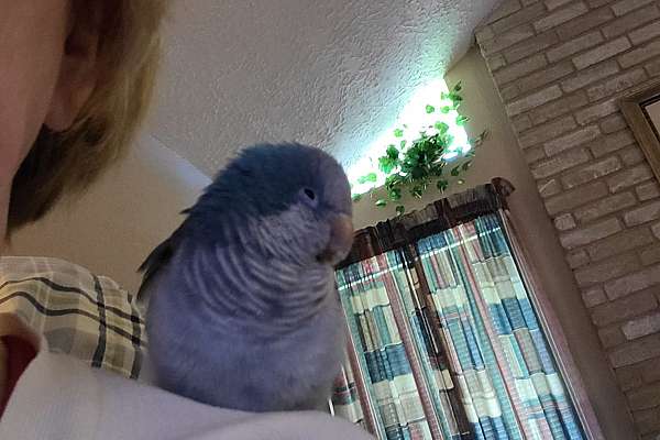 Blue Quaker