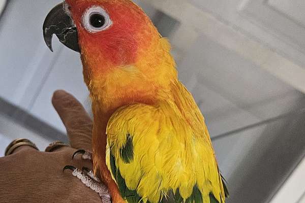 Sun conure