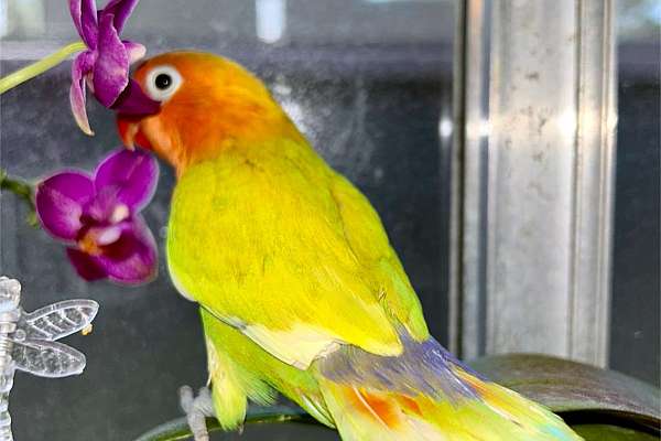 Hand fed Dilute opaline lovebird