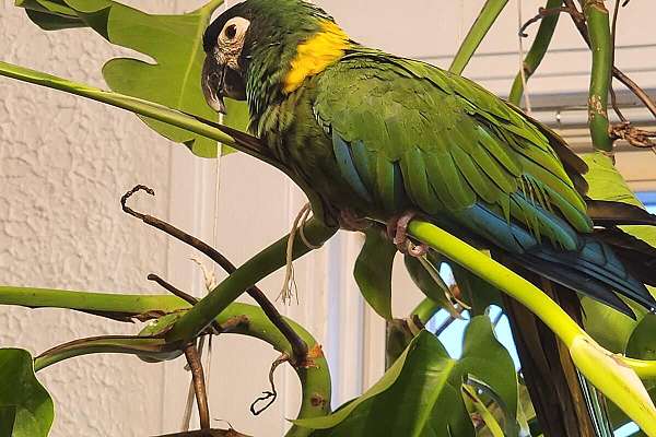 Golden collared macaw
