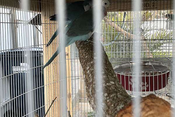 Blue pair of Quakers
