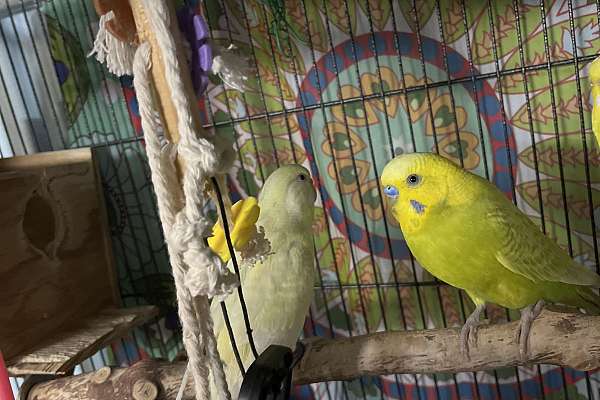 Budgerigar parakeet for sell
