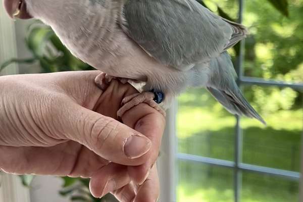 Pallid blue quaker parrot baby - ready now!