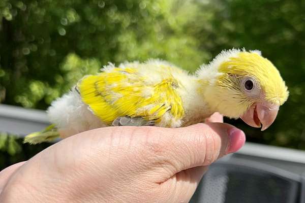 Crossover (pallid opaline) quaker parrot baby - taking deposits!