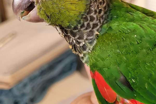 Rock Conure