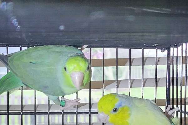 Parrotletts