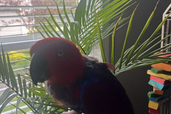 Female Eclectus