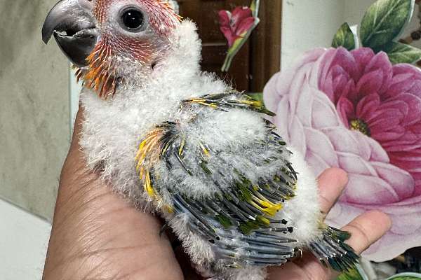 Baby sun conures