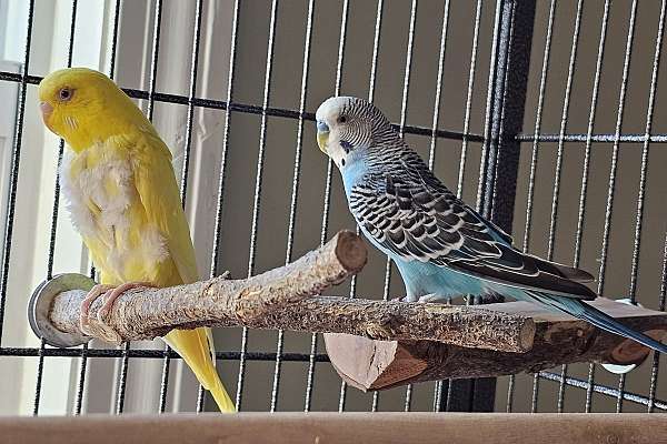 Paired Parakeets