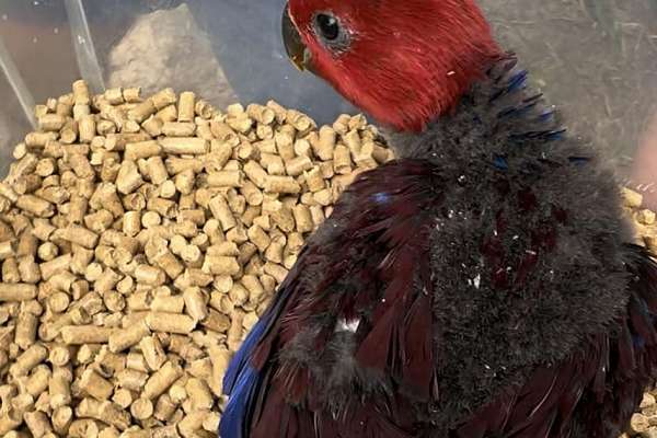 Red Sided Eclectus baby