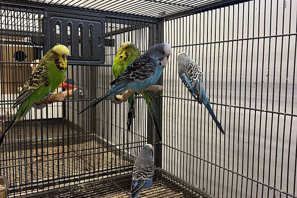 English Budgies Parakeet