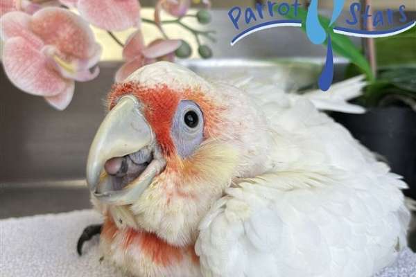 Baby Slender-Billed Cockatoo available at Parrot Stars!