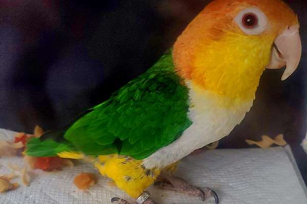 Female WB Caique