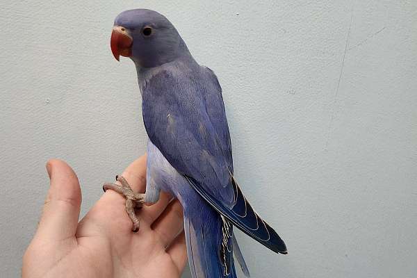 Violet-Cobalt Indian Ringneck Baby
