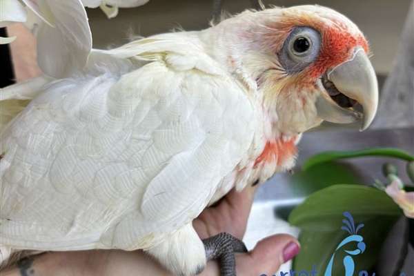 Baby Slender-Billed Cockatoo available at Parrot Stars!