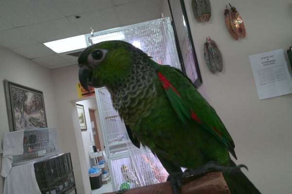 Opaline Black Cap conure