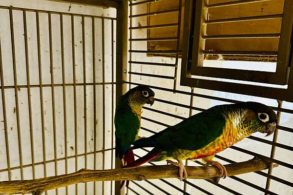 Green cheek conure breeder pair