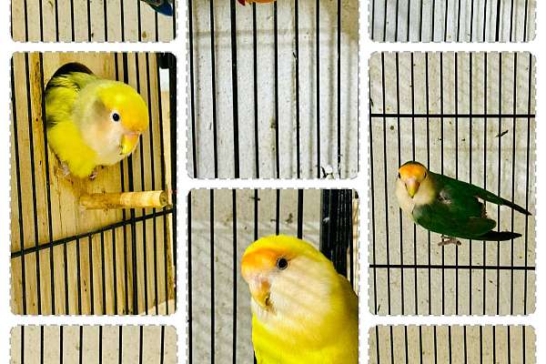 Love bird breeder pairs (read add) description