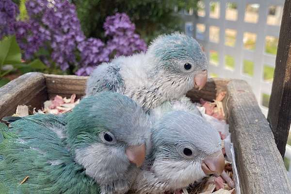 Babies Quaker parrots