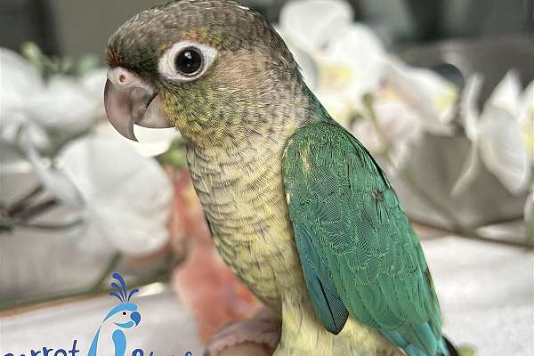 Baby Turquoise Yellow side Green Cheek Conure Available at Parrot Stars!