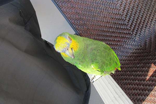 Tobie Orange Winged Amazon (mostly green with orange eyes)