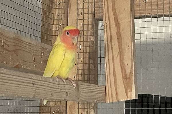 Proven Lutino Lovebird
