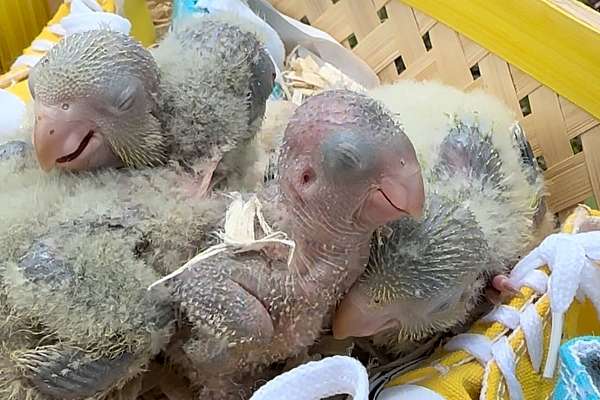 Green Baby Quakers