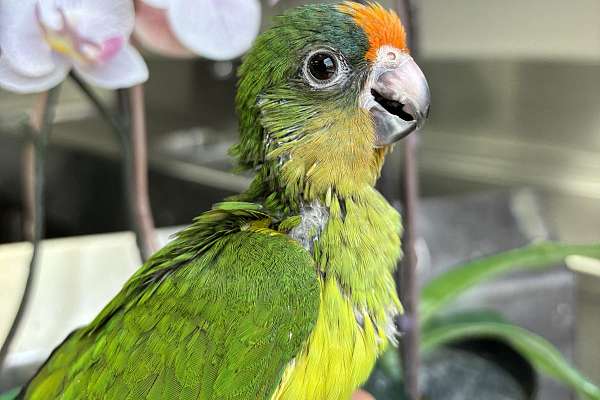 Baby Peach Front Conure Available at Parrot Stars!
