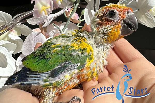 Baby Sun Conure Available at Parrot Stars!