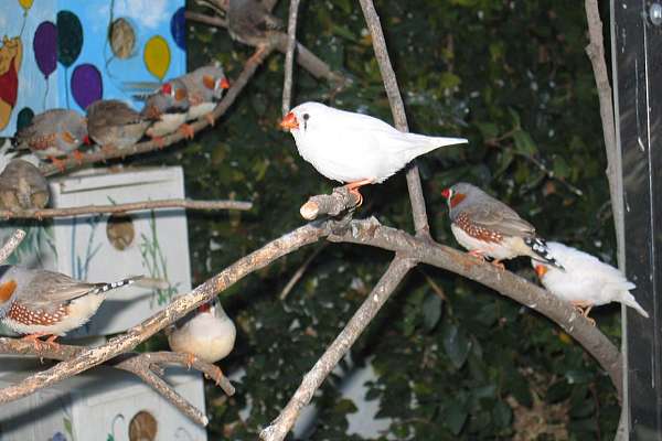 Zebra Finches