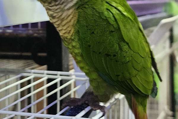 Normal Green Cheek Conure SOLD