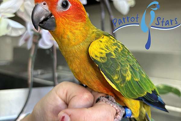Baby Sun Conure Available at Parrot Stars!