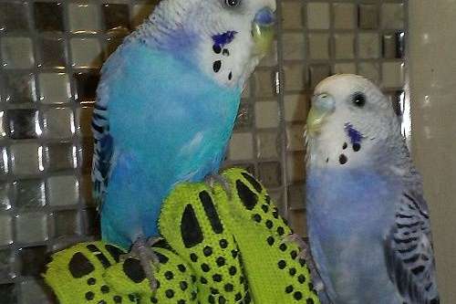 2 for $40 Indoor Blue and Grey Pair of Parakeets/Budgies Birds Pickup Avail