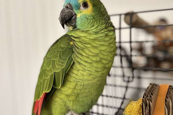 Blue Fronted Amazon