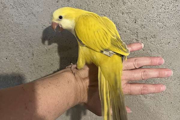 Quaker parrot