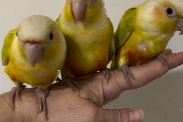 Green cheek