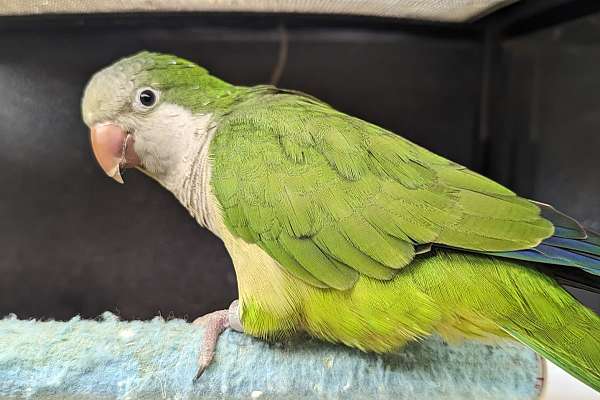 Green Quaker