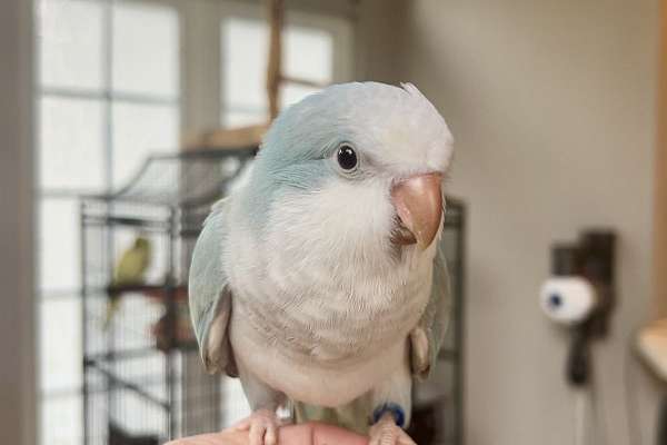 Beautiful quaker parrot baby ready now!