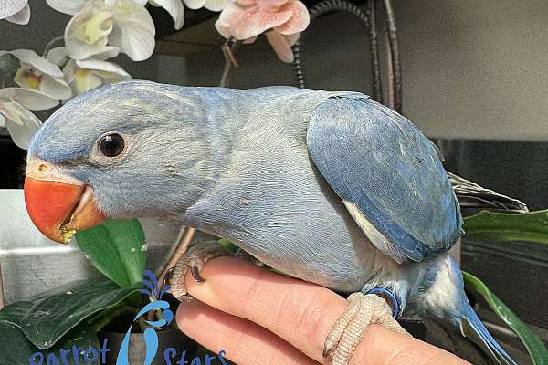 Baby Violet Turquoise Indian Ringneck Parakeet Available at Parrot Stars!
