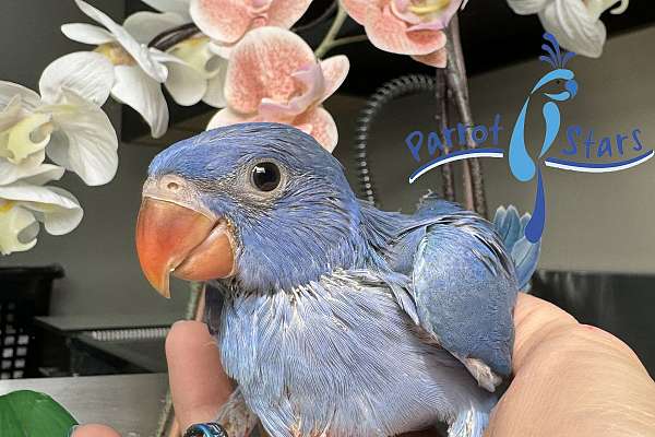 Baby Violet Cobalt Indian Ringneck Available at Parrot Stars!